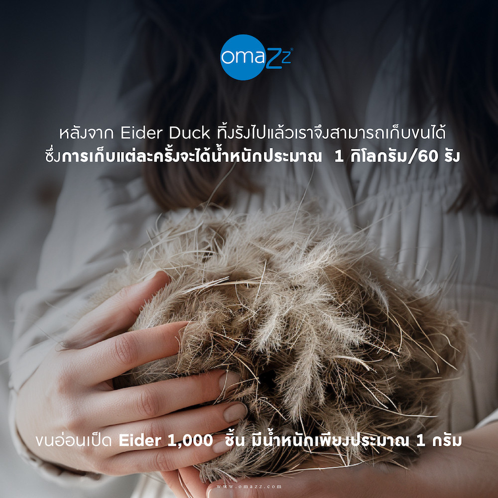 Discover 'EIDER DUCK DOWN' For Restful Night