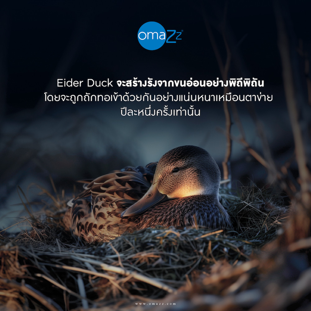 Discover 'EIDER DUCK DOWN' For Restful Night
