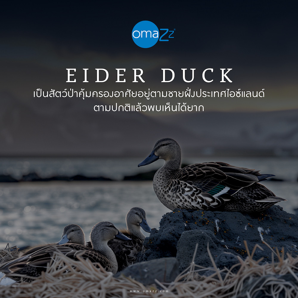 Discover 'EIDER DUCK DOWN' For Restful Night